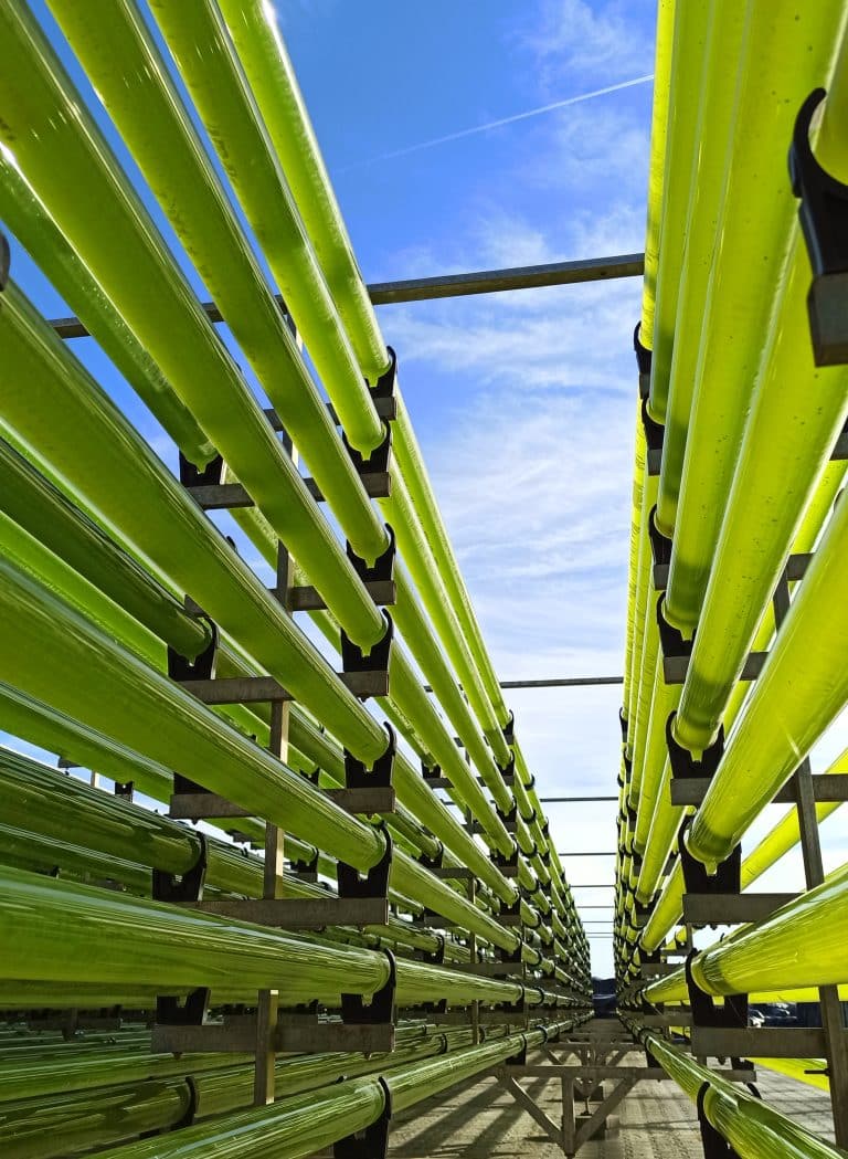 Microalgae: A Sustainable Solution for Fish Feed | Earth.Org