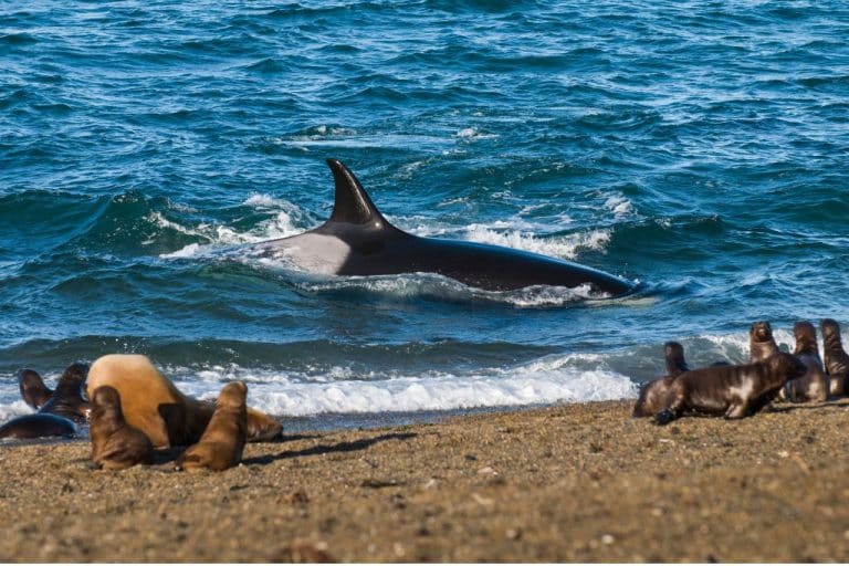 Exploring the Unique Hunting Strategy of Killer Whales | Earth.Org