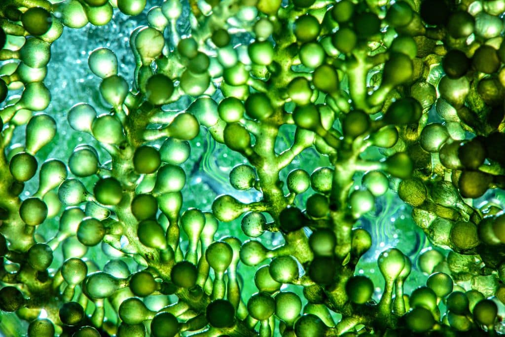Microalgae: A Sustainable Solution for Fish Feed | Earth.Org