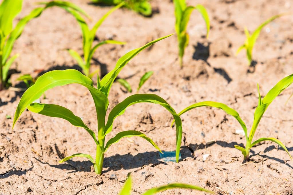 The Impact of Climate Change on Global Food Security | Earth.Org