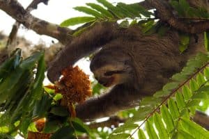 13 Things You Didn't Know About Endangered Sloths | Earth.Org