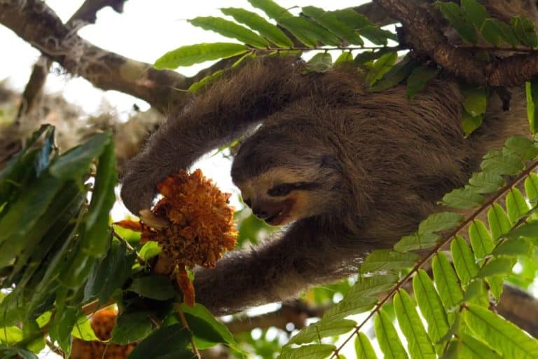 13 Things You Didn't Know About Endangered Sloths | Earth.Org