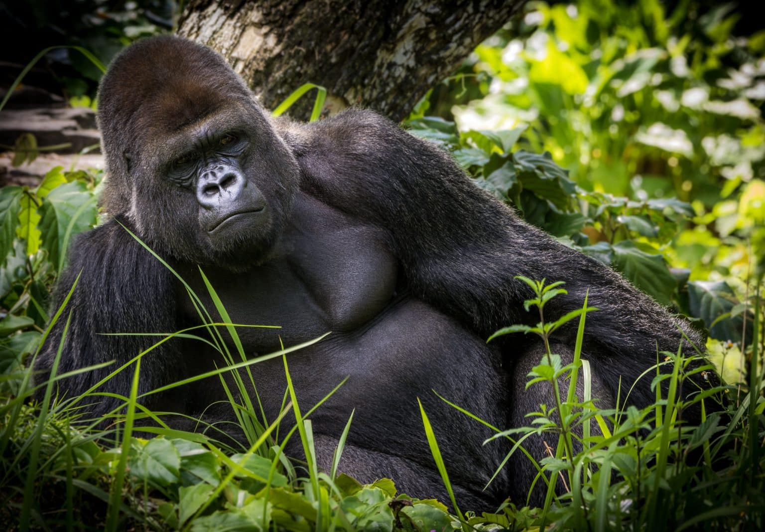 The Precarious Existence of Critically Endangered Gorillas