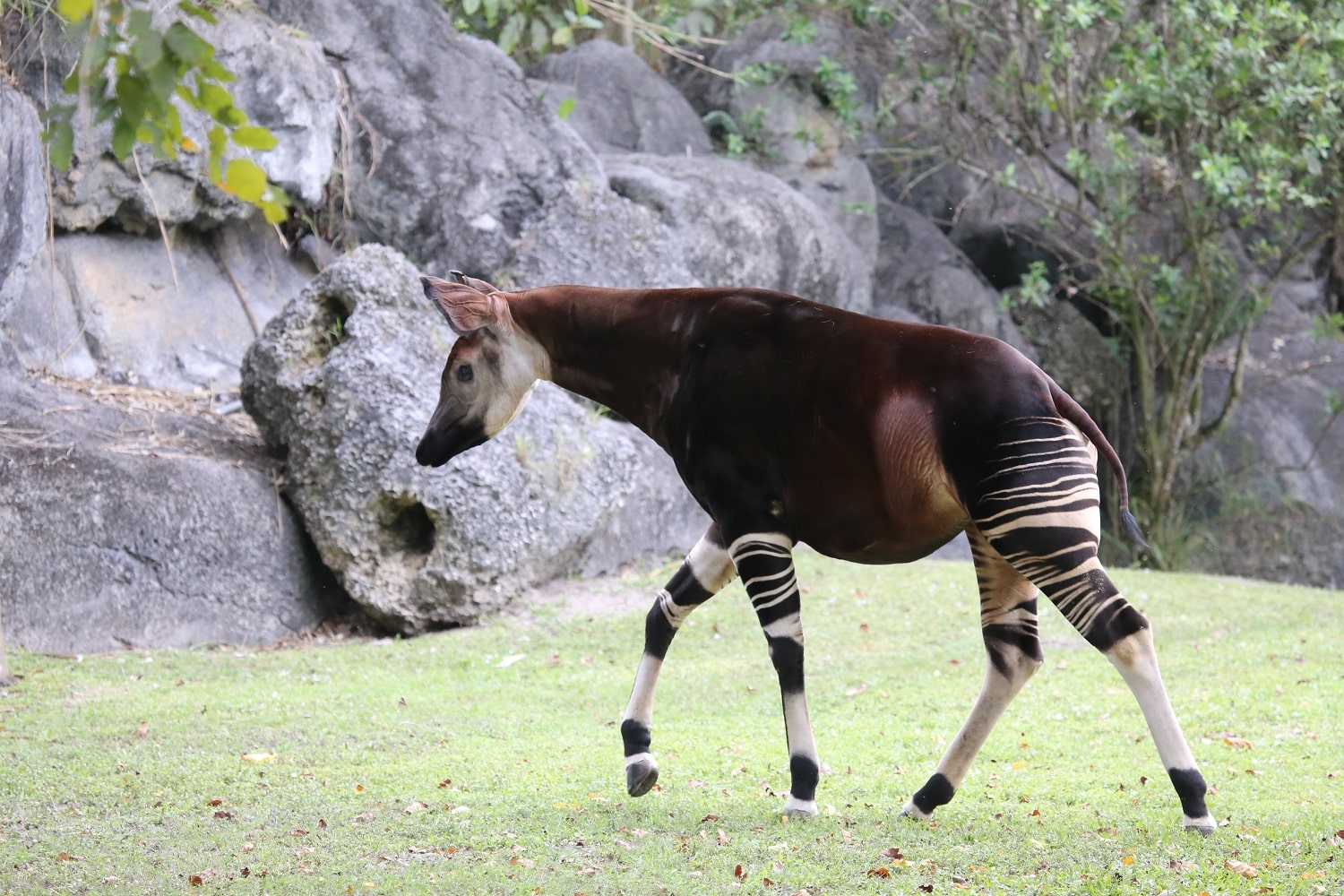 World Okapi Day: The Elusive Beauty of the Endangered Okapi