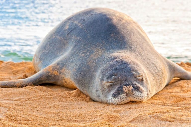 How Sea Level Rise Threatens Marine Animals | Earth.Org
