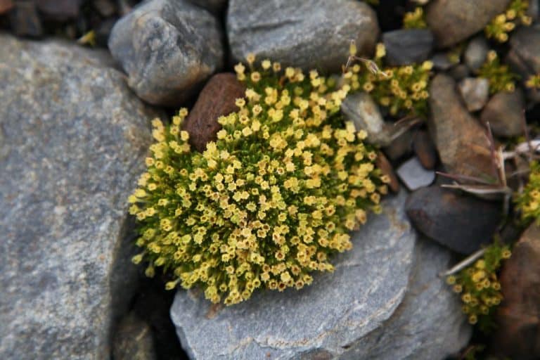 Climate Change in Antarctica Has Given Rise to Blooming Flowers