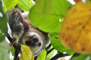 13 Things You Didn't Know About Endangered Sloths | Earth.Org