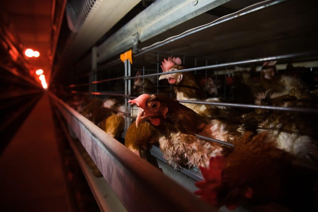 The Issue of Speciesism in Factory Farming: An Interview With The ...