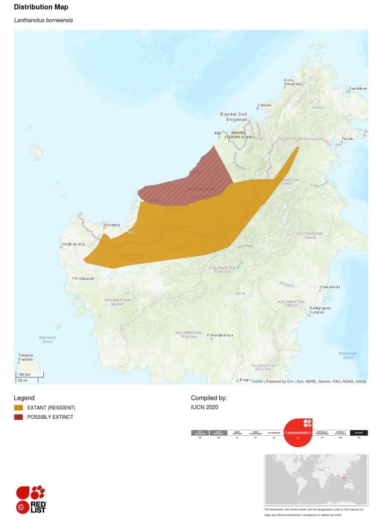 The Endangered Borneo Earless Monitor: All You Need to Know About the ...