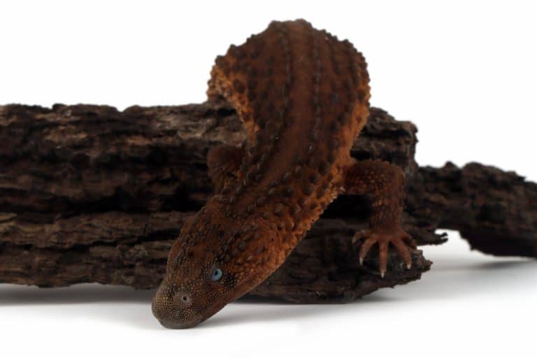 The Endangered Borneo Earless Monitor: All You Need to Know About the ...