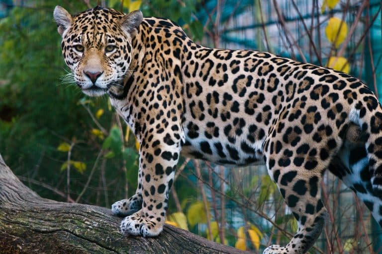 Interesting Facts About the Jaguar | Earth.Org