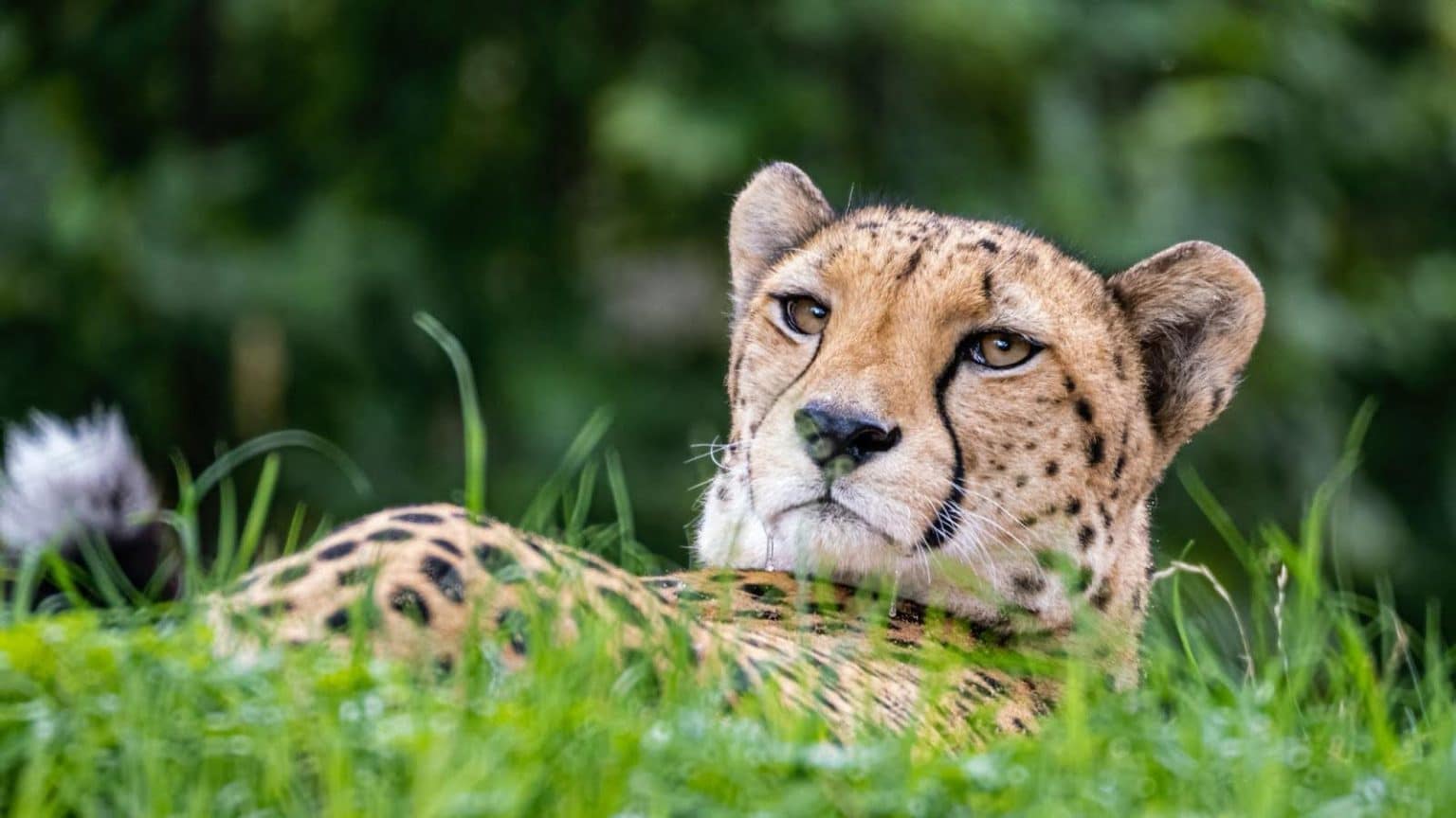 Cheetah: Unveiling the Story of the World's Fastest Predator