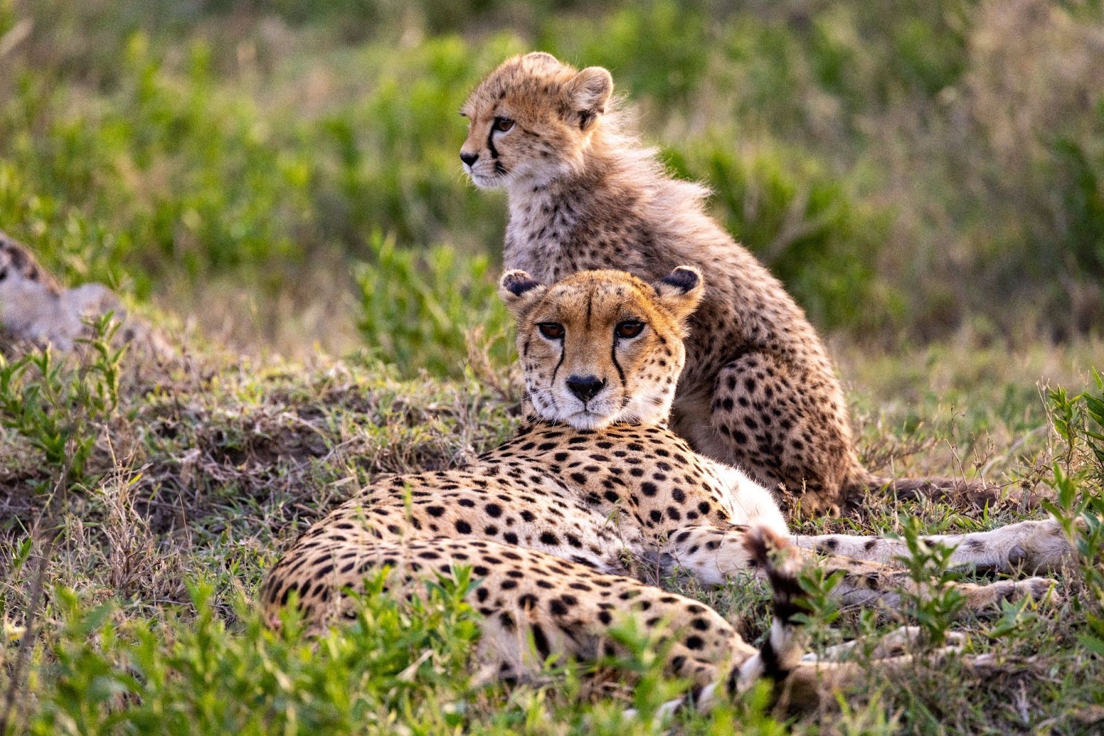 Cheetah: Unveiling the Story of the World's Fastest Predator