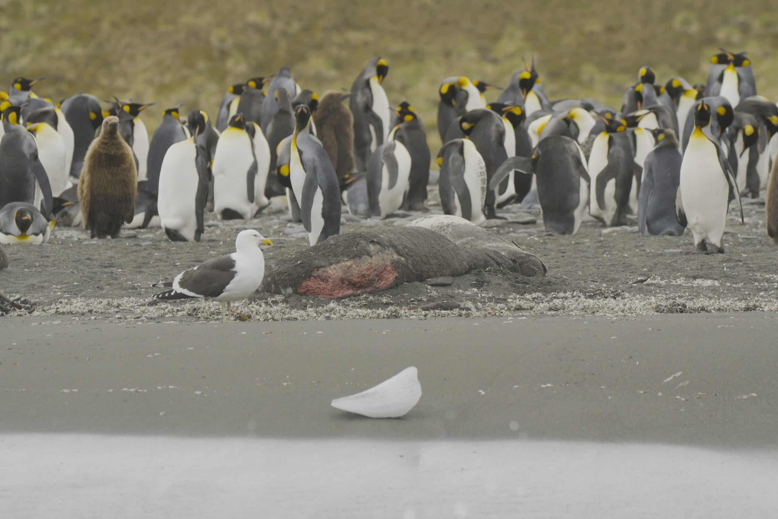 Avian Flu Spreads to Antarctic Penguins | Earth.Org