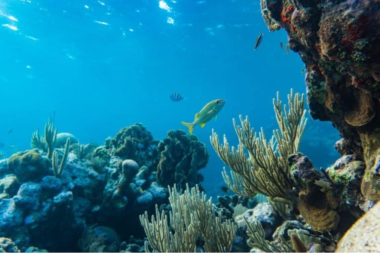Deep-sea mining is highly controversial for the potential impacts it ...