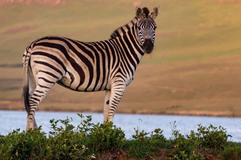 International Zebra Day 2024: Threats and Conservation Efforts | Earth.Org