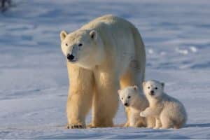 Why Does Climate Change Threaten Polar Bears? | Earth.Org