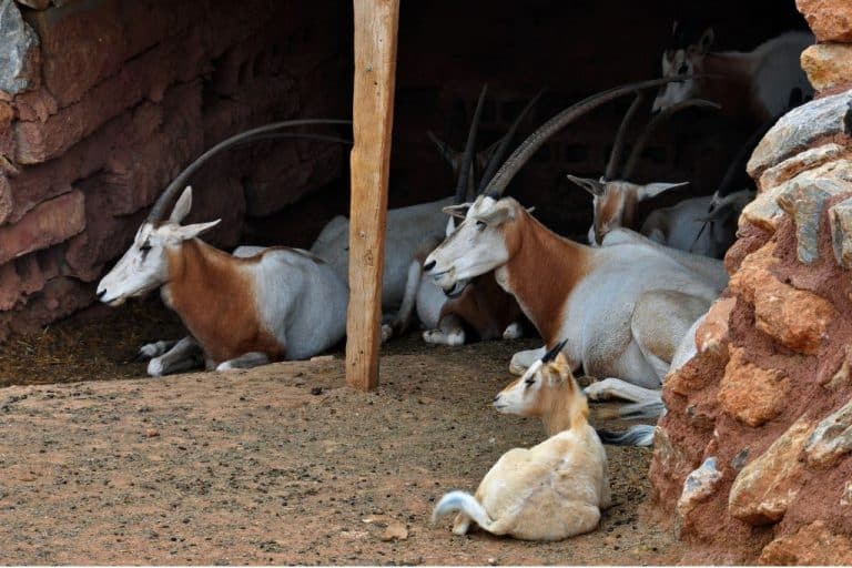 Scimitar-horned Oryx: A Story of Global Conservation Success