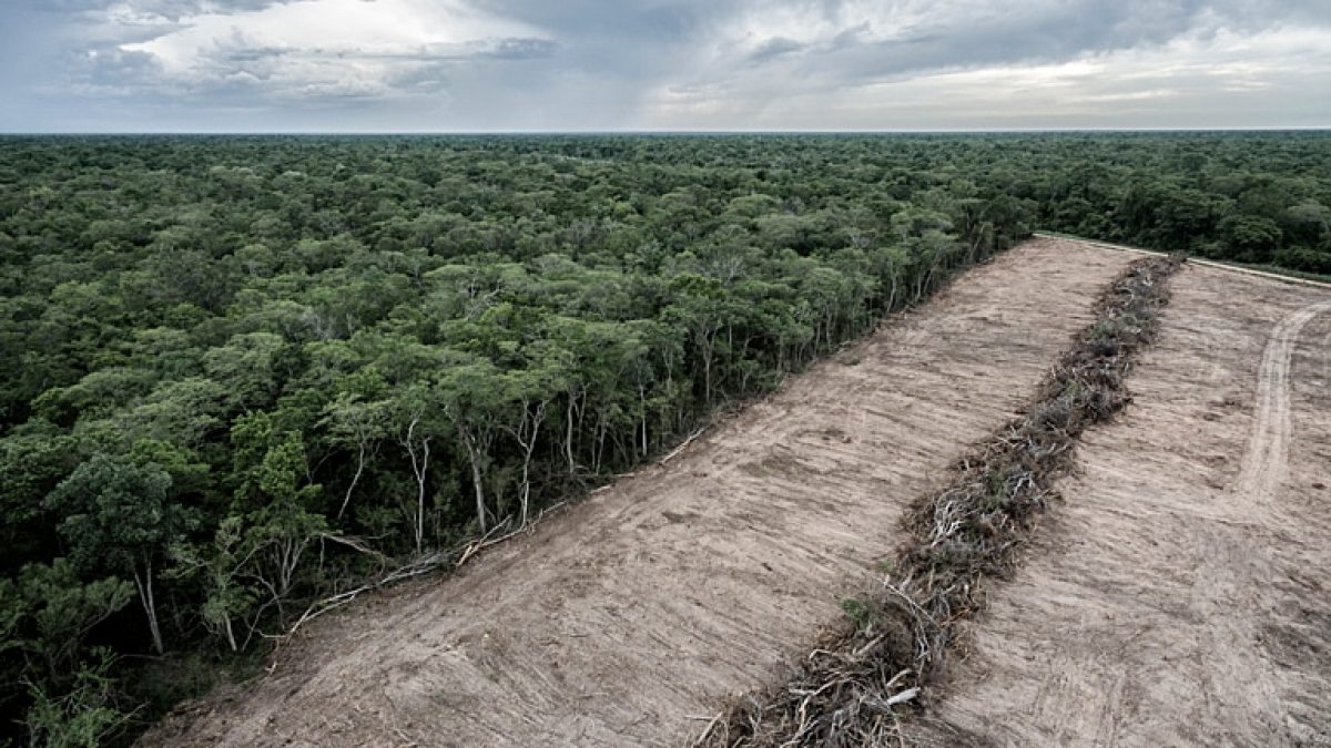 Rainforest Deforestation Before And After