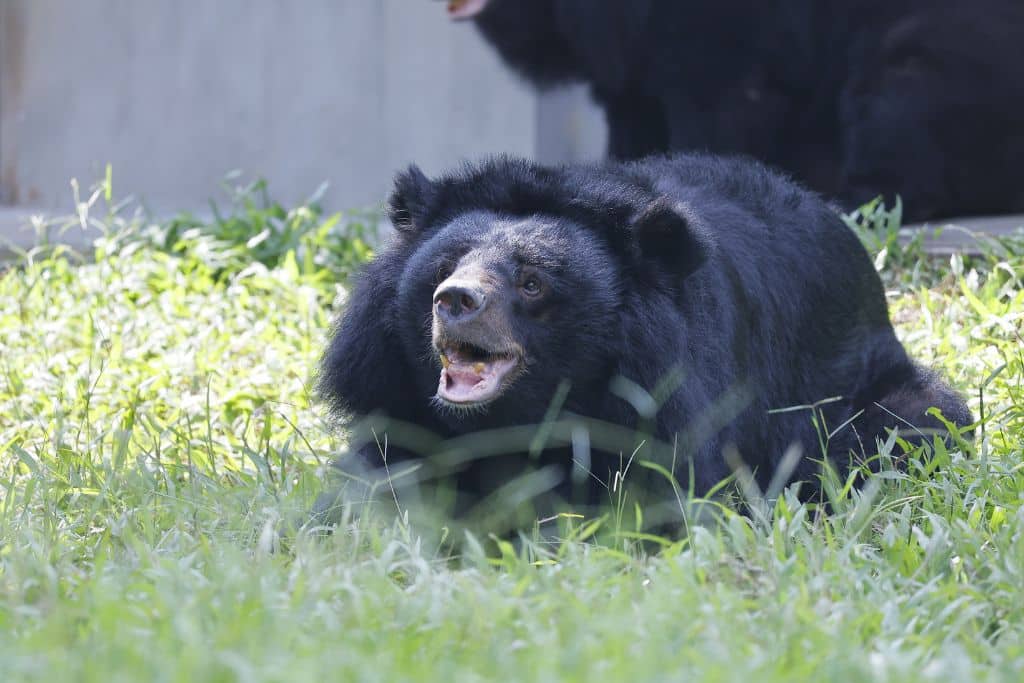 Animals Asia Spotlights the Plight of the Endangered Moon Bear