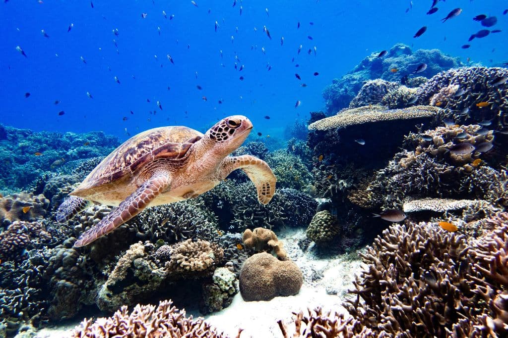 World Sea Turtle Day 2024: Safeguarding Our Ancient Mariners