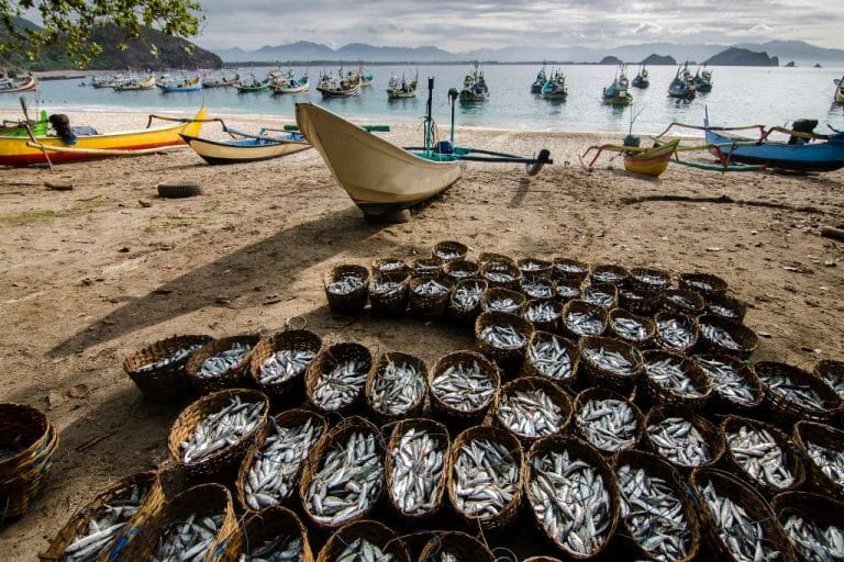 The Future of Sustainable Fishing: What Can We Do? | Earth.Org