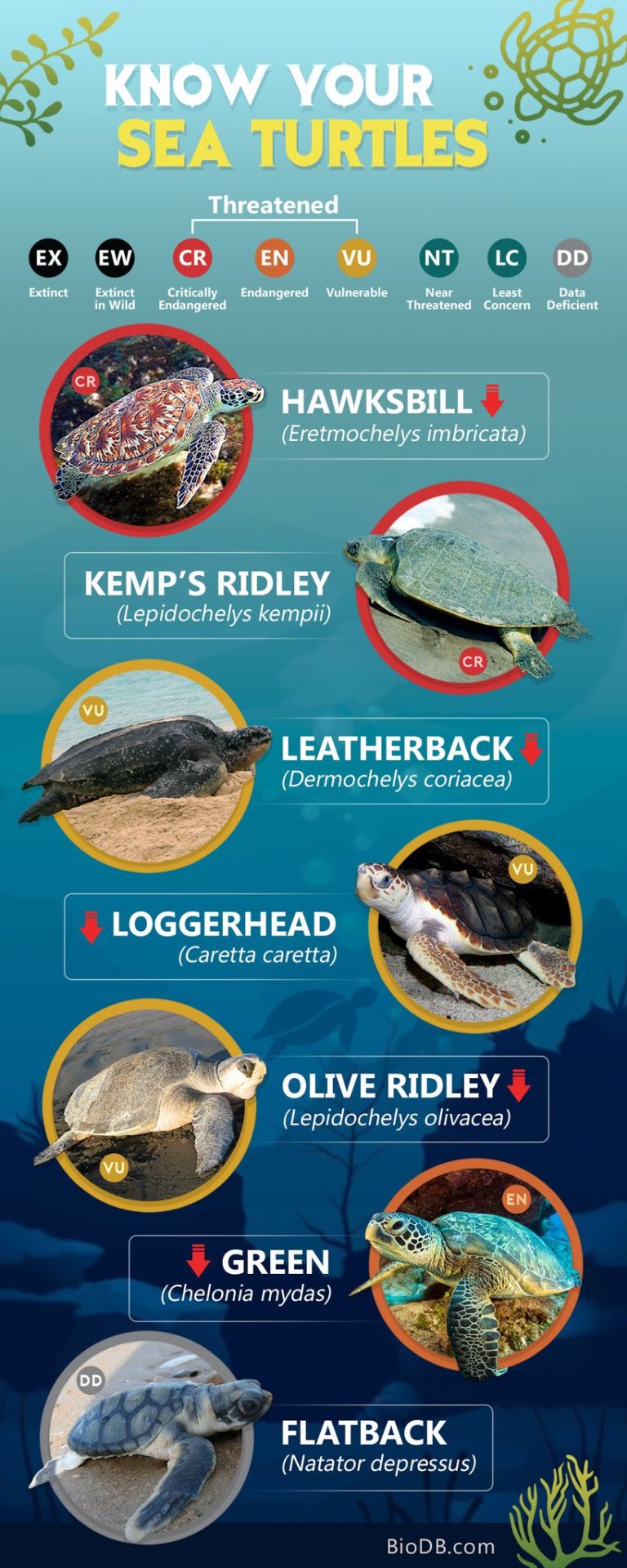 World Sea Turtle Day 2024: Safeguarding Our Ancient Mariners