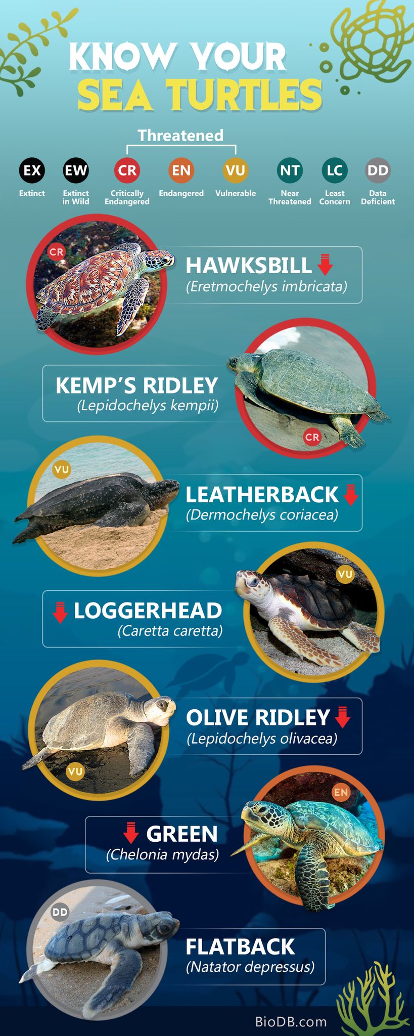 World Sea Turtle Day 2024: Safeguarding Our Ancient Mariners