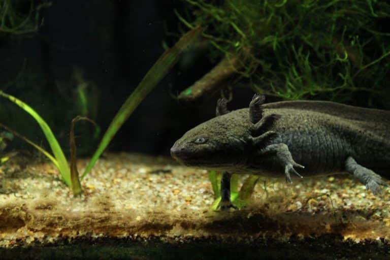 All You Need to Know About the Endangered Axolotl | Earth.Org