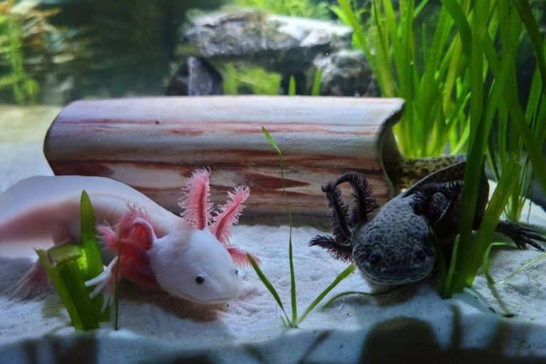 All You Need to Know About the Endangered Axolotl | Earth.Org