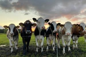 How Do Cows Contribute to Global Warming? | Earth.Org