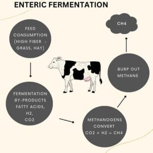 How Do Cows Contribute to Global Warming? | Earth.Org