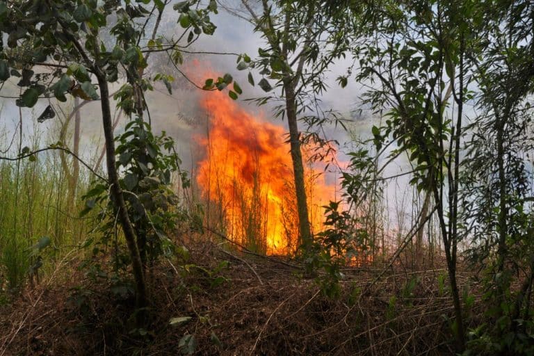 Brazil on Fire: The Devastation of Wildfires In Pictures | Earth.Org