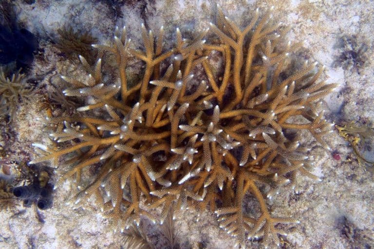 6 Facts About the Staghorn Coral | Earth.Org