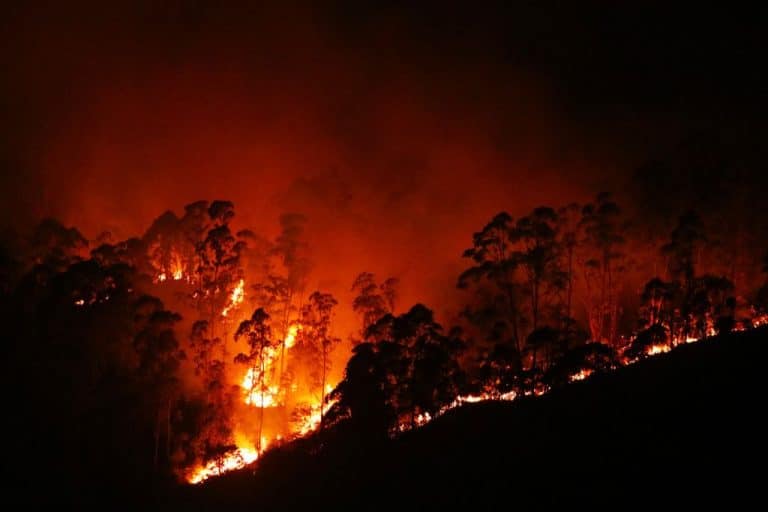 Brazil on Fire: The Devastation of Wildfires In Pictures | Earth.Org