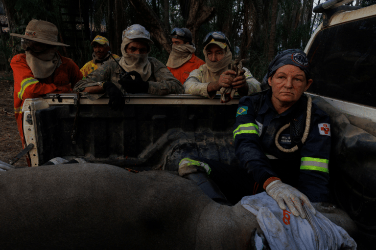 Brazil on Fire: The Devastation of Wildfires In Pictures | Earth.Org