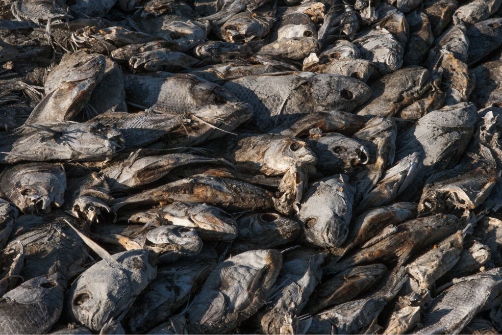 What Are The Consequence Of Biodiversity Loss? | Earth.Org