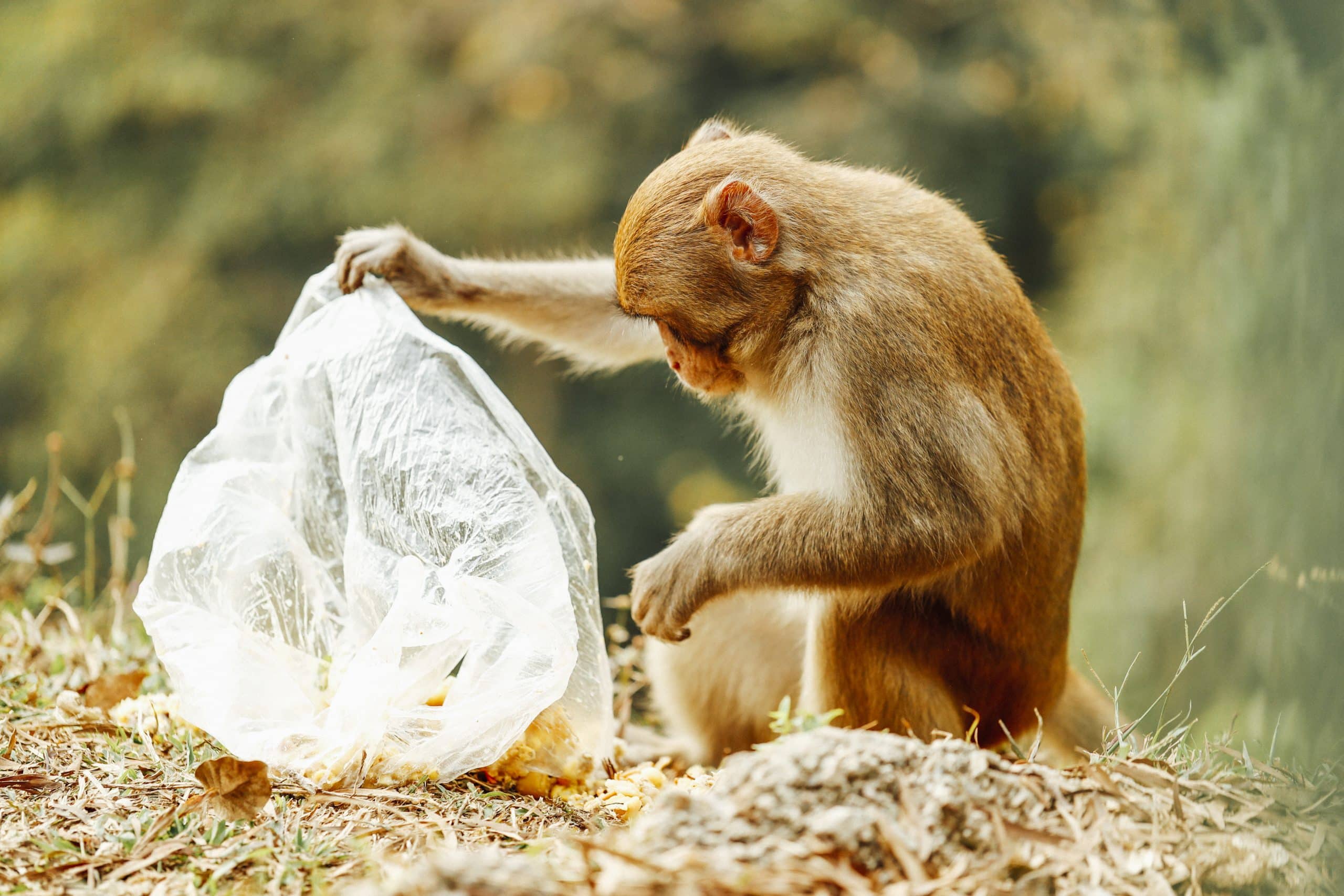 Microplastics Found in 85% of Hong Kong Mammals Feces