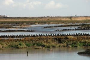What Are Salt Marshes and Why Are They Important? | Earth.Org