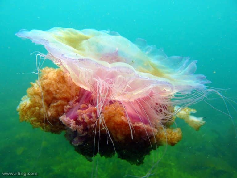 Jellyfish: Roles in Marine Ecosystems & Climate Change Impact