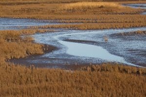 What Are Salt Marshes and Why Are They Important? | Earth.Org