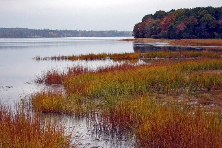 What Are Salt Marshes and Why Are They Important? | Earth.Org