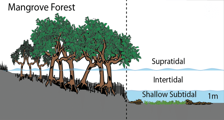 What Are Ecotones and How Do They Contribute to Biodiversity?