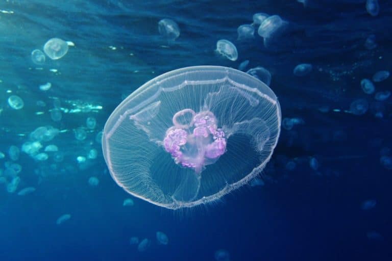 Jellyfish: Roles in Marine Ecosystems & Climate Change Impact
