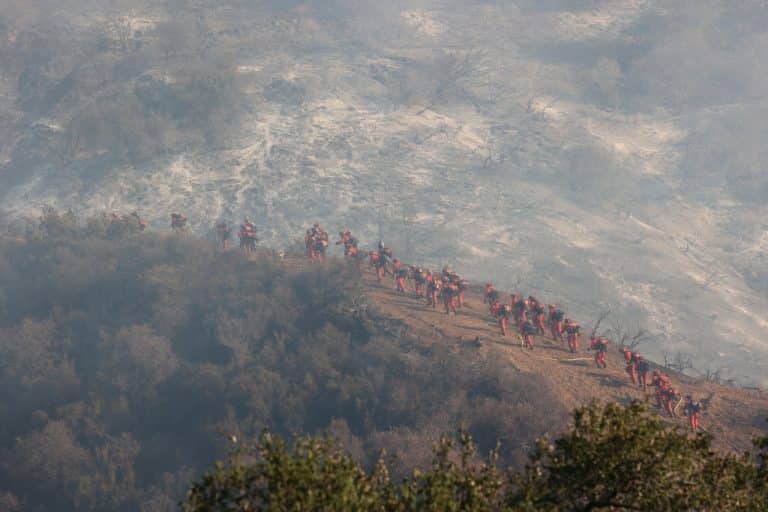 How Ecosystems Recover After Wildfires | Earth.Org