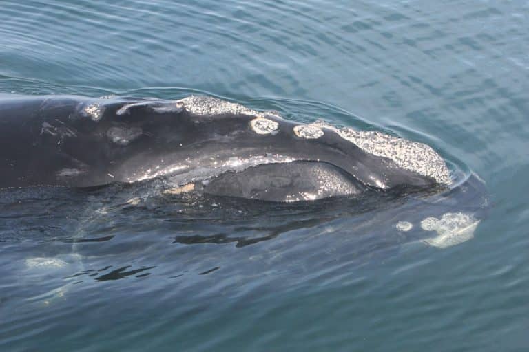 10 of the Most Endangered Species in the US in 2025 | Earth.Org