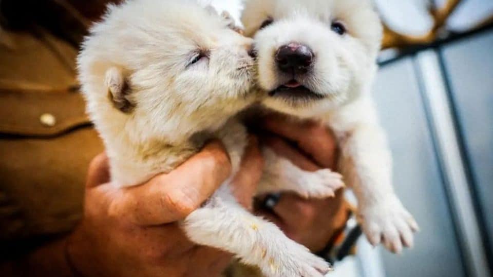 Opinion Articles Earth Org