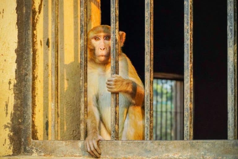 US Congress Reintroduces Captive Primate Safety Act | Earth.Org