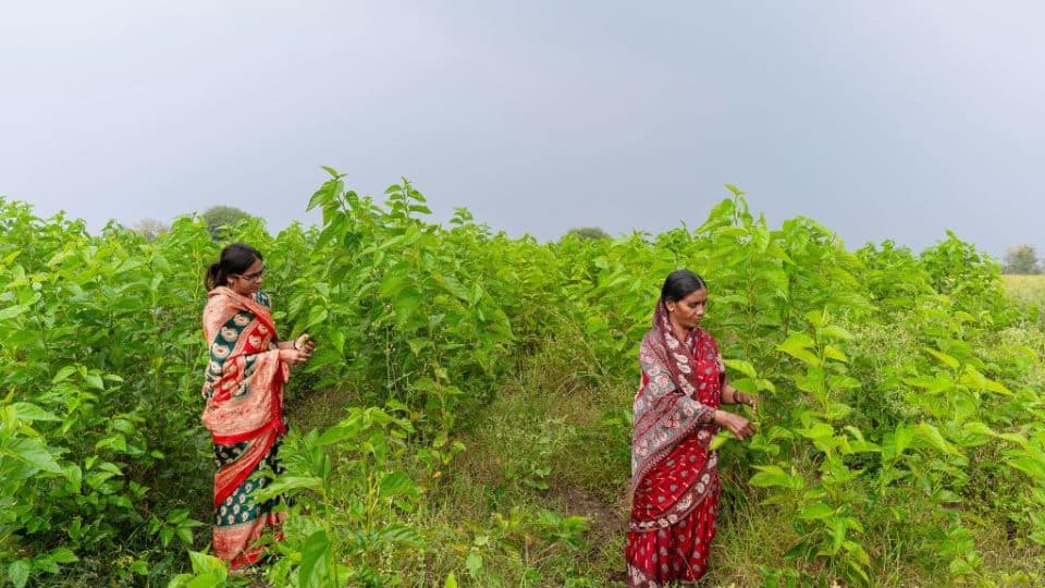 Opinion Articles Earth Org