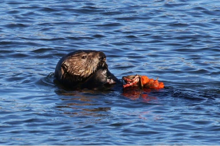 6 Interesting Facts About Sea Otters | Earth.Org